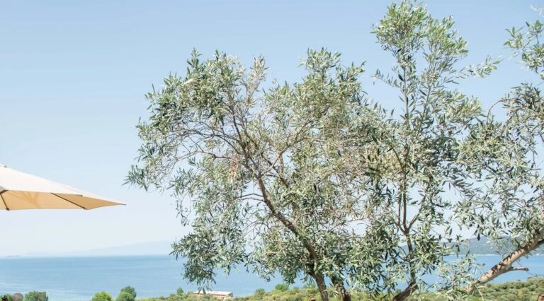 Nea Roda, Plaže, Utisci, Provod, Noćni život, Cene, Grčka leto,