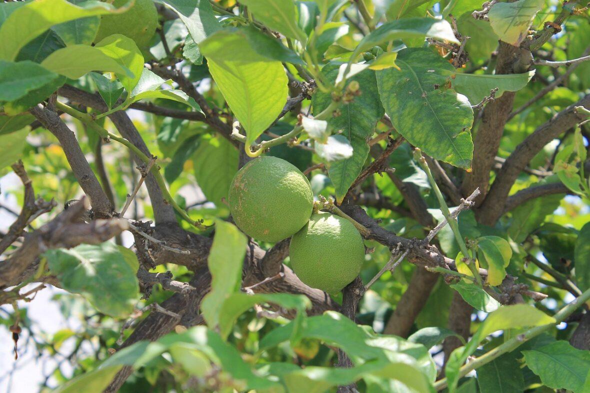 Marathonas, Egina plaže, Egina, Utisci, Noćni život, Grčka leto, Vodič